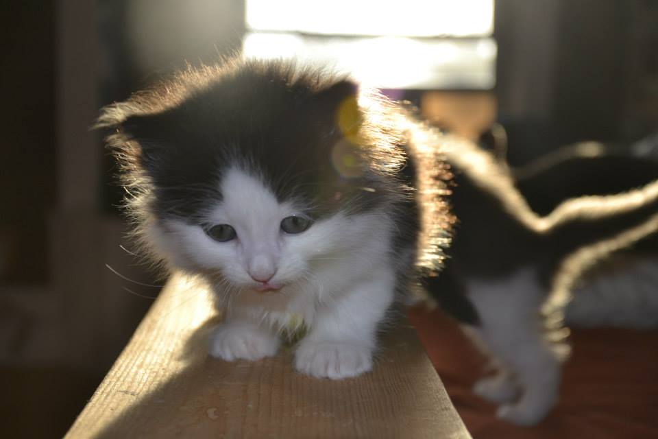 Tango – Storm Haven Animal Rescue